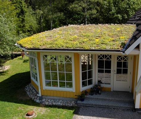 Sedumtak – allt du behöver veta - Vi i Villa