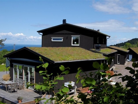 Sedumtak – allt du behöver veta - Vi i Villa