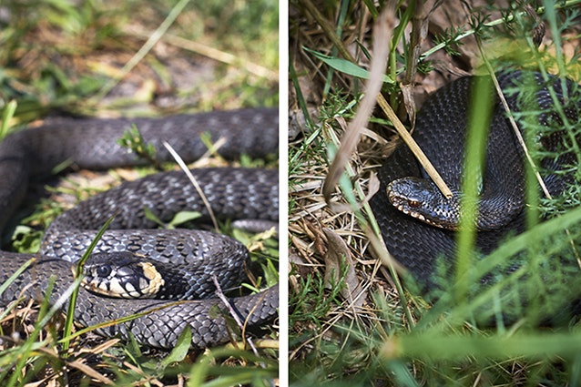 Huggorm eller snok? Så ser du skillnad! - Vi i Villa