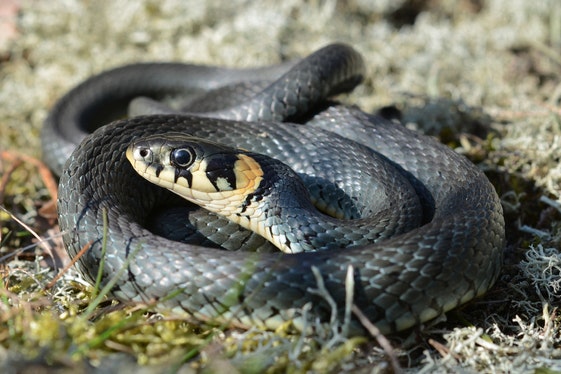 Huggorm eller snok? Så ser du skillnad! - Vi i Villa