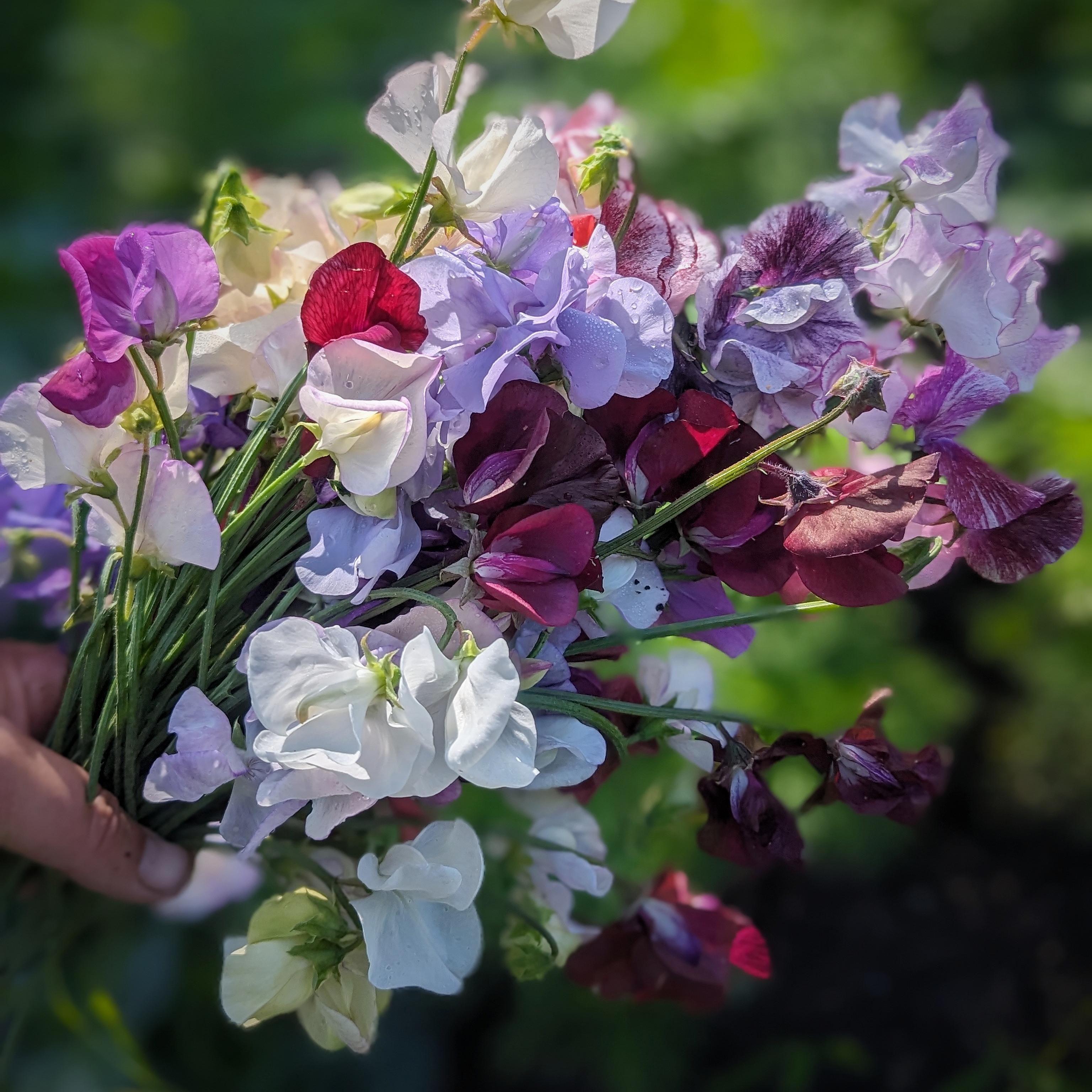Odla buketter – blomsterbondens bästa tips - Vi i Villa